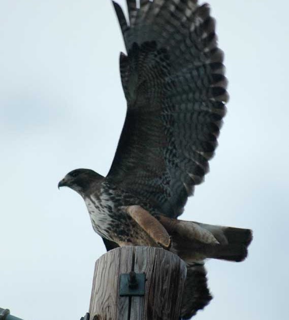 Orca Watcher: A Different Red-Tailed Hawk
