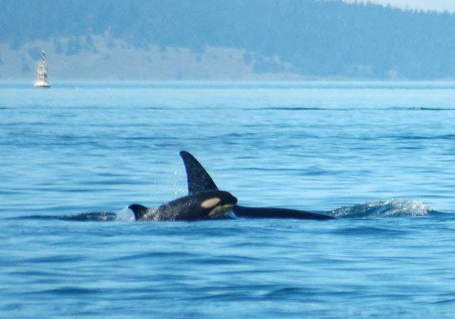 Orca Watcher: My First Orcas of 2009: Transients in Haro Strait!