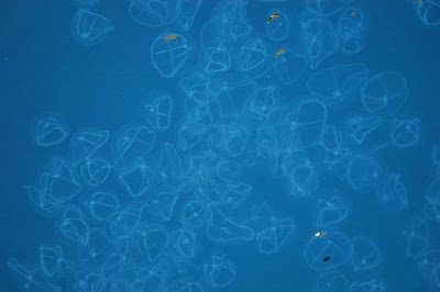 Orca Watcher: Marine Wildlife Highlights