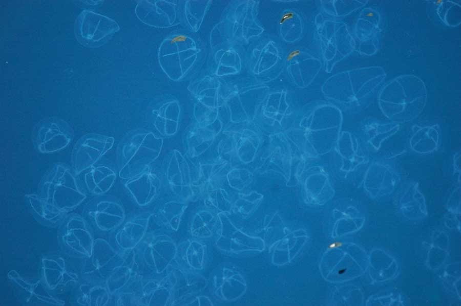 Orca Watcher: Marine Wildlife Highlights