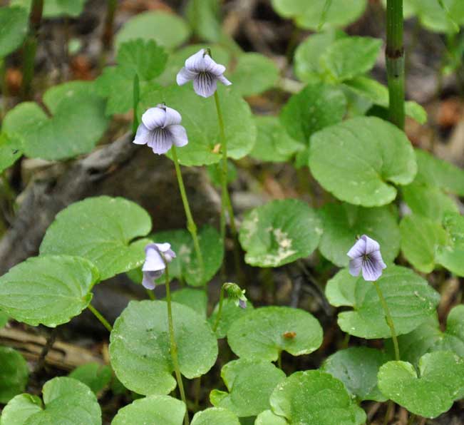 Orca Watcher: Trains and Flowers in Skagway