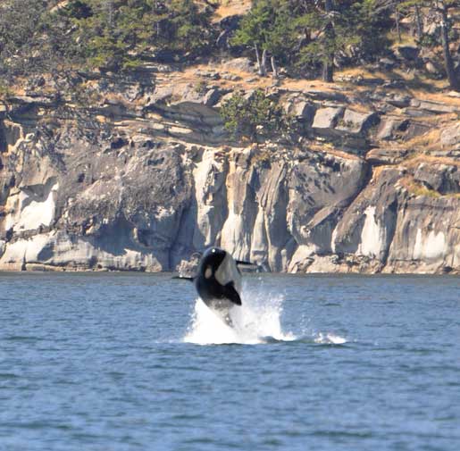 Orca Watcher: Part of J-Pod in Boundary Pass and at Sunset