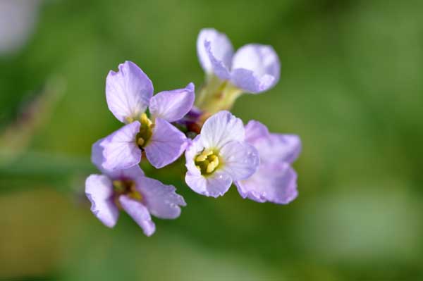 Orca Watcher: A Macro Look at South Beach