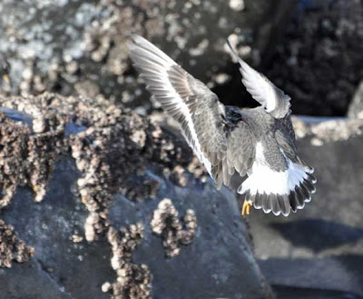 Orca Watcher: Turnstone and Surfbird Poses