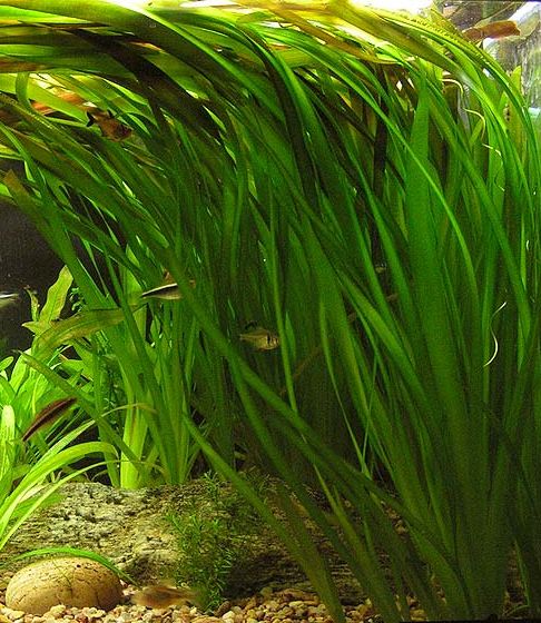 ballaiba/balleba, eel grass, tape grass, ribbon grass (Vallisneria ...