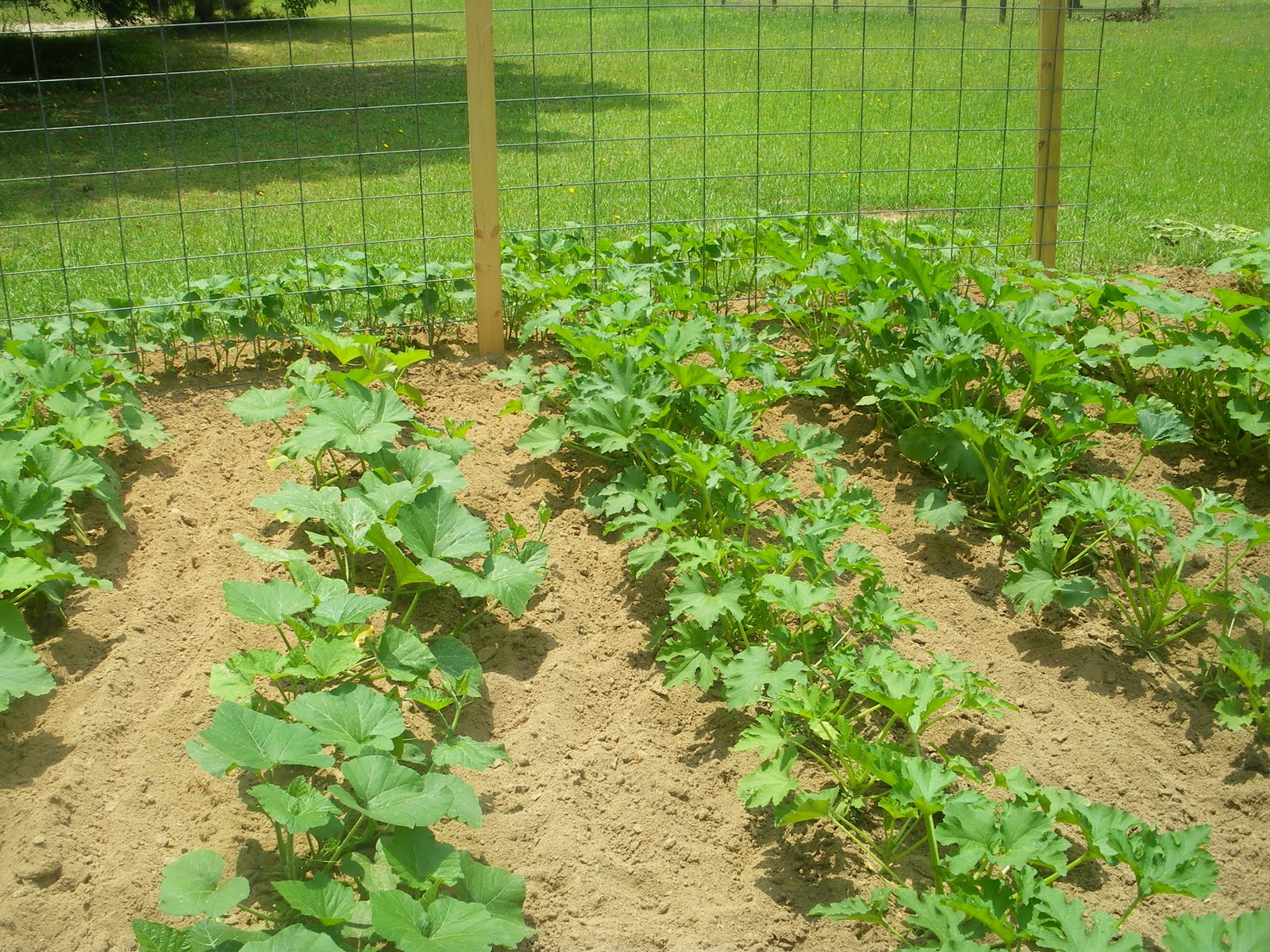 Dixie Farm Girl: The Two Things...