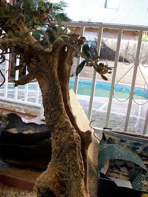 AM BONSAI: Diseño, trabajo y tallado a lo kevin wilson de un ullastre