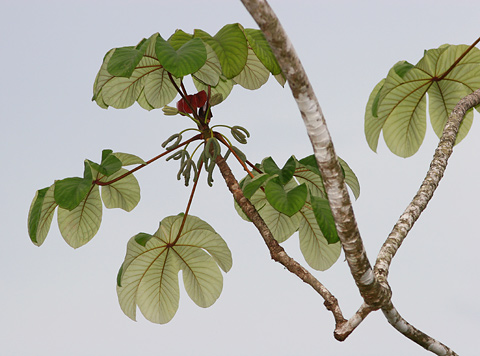 CRRTravel.com: The Cecropia Trip (Trumpet Tree)