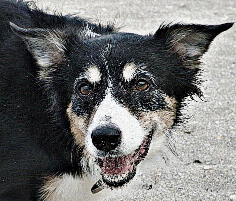 Three BCs and .....: Dr. Pam's dogs, Jif and Tick