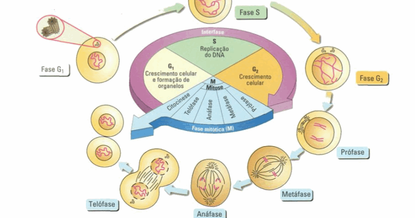 Gotas de Biologia: ENEM 2014 - 3º Ciclo celular
