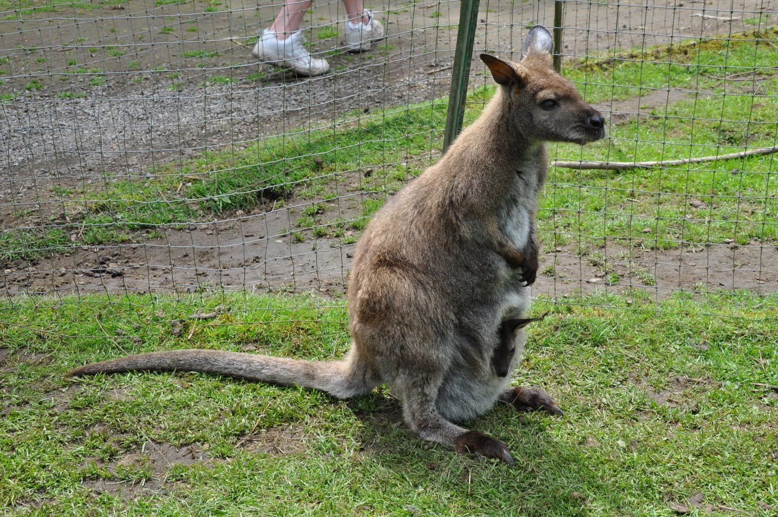 The Siple Family: Kangaroo Farm