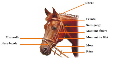 Apprendre à monter a cheval - Le blog d'une cavalière