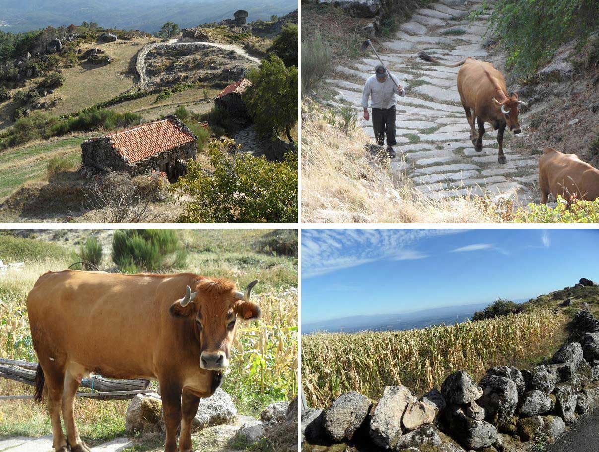 VIAGENS A DOIS: Caramulo, Portugal Continental
