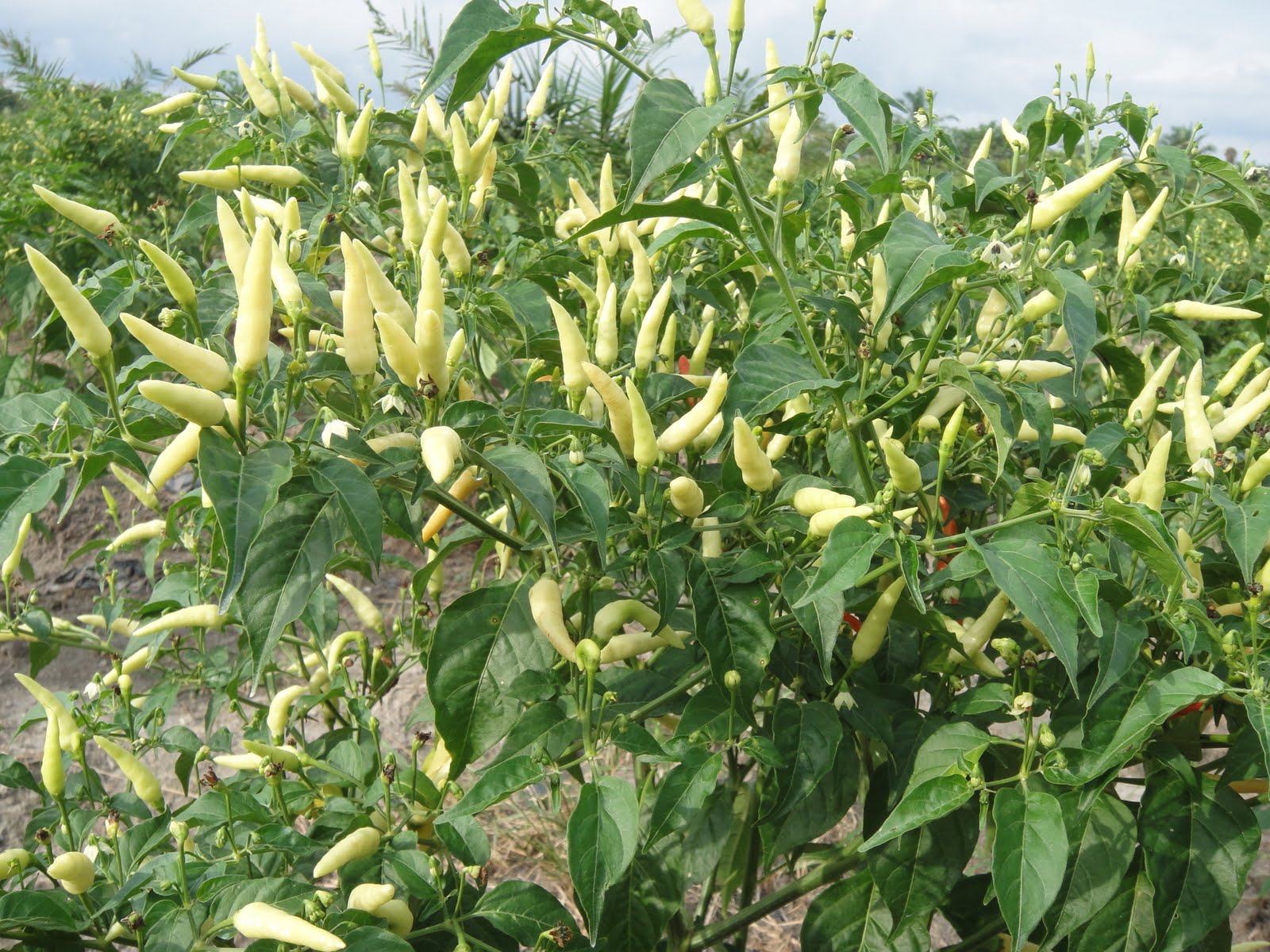 ARK Agrofarm: Projek Cili Semerah