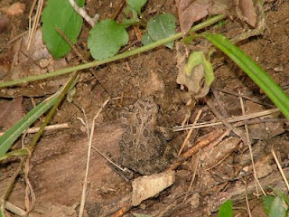 Triangle Naturalist: Sennett's Hole - West Point on the Eno (Durham, NC)