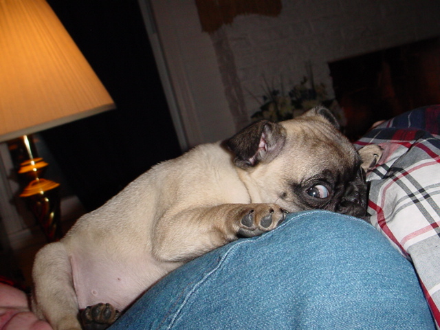 Straight Shooter ~: The Brain-Dead Pug a.k.a. BDP