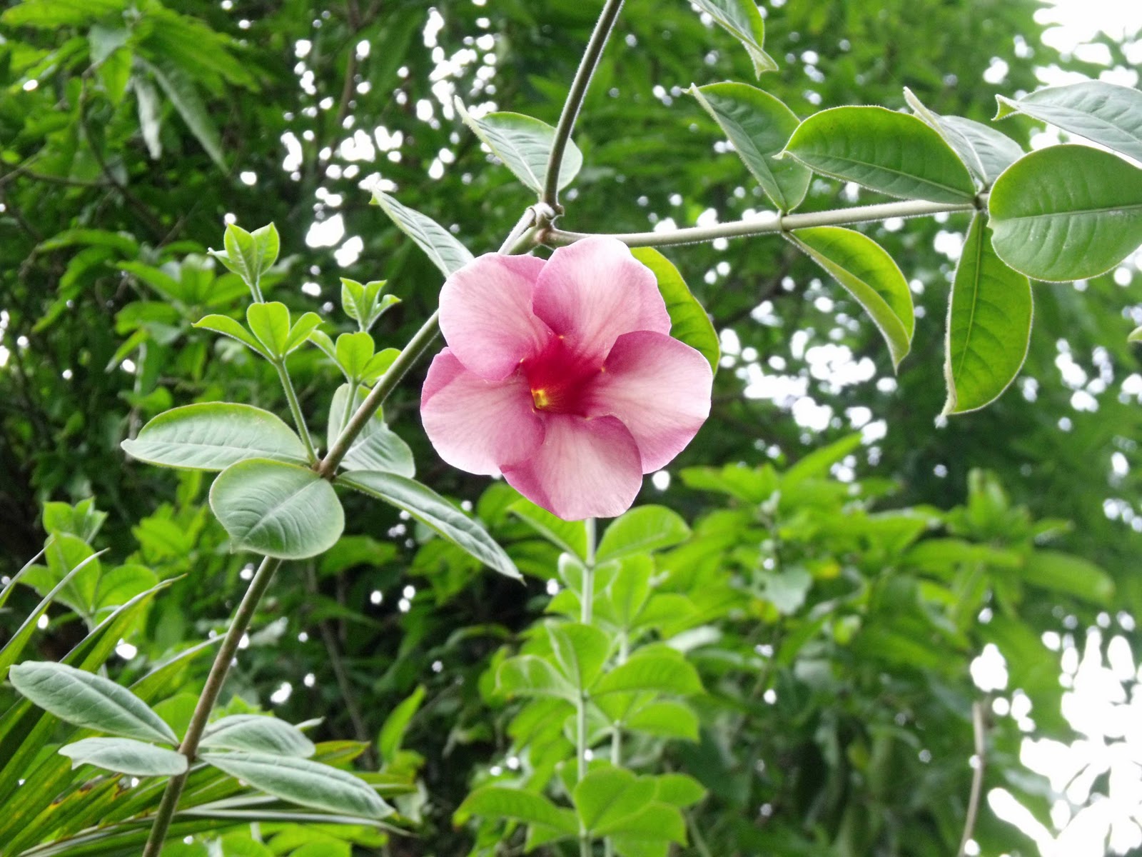 philipveerasingam: Avissawella