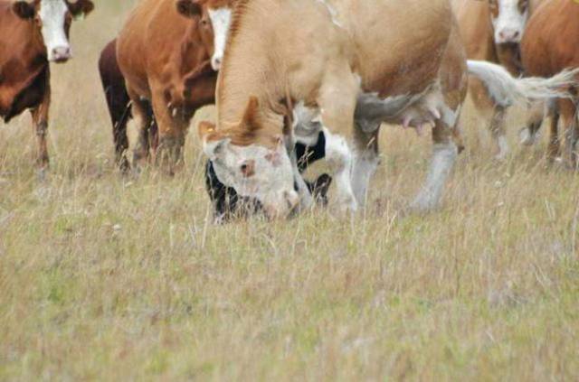 Damn Funny Pics: Amazing - Cow n Bear Fight