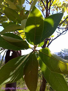 Ayu SriLanka: Vibhitaka - Terminalia Belerica