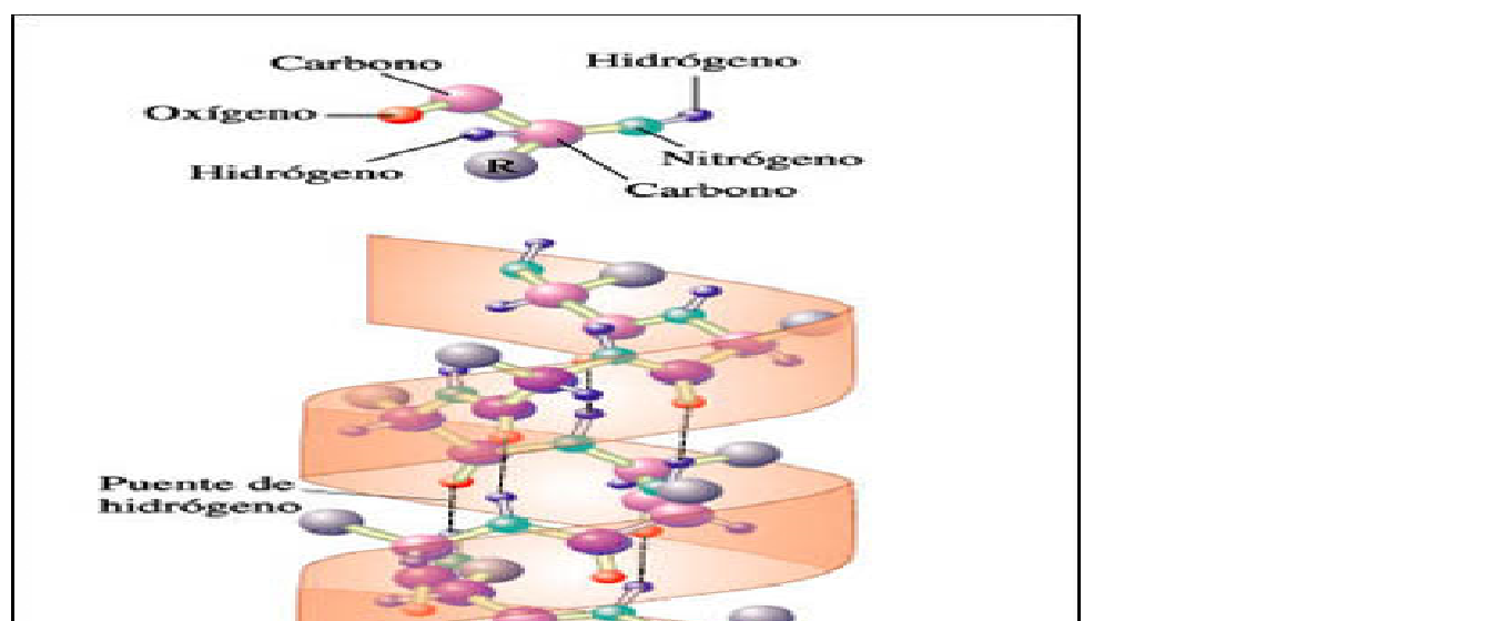 Biologíabc1: Estructura secundaria de una proteína
