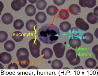 SHARE THE WONDERFUL BIOLOGY: BLOOD SMEAR SLIDES