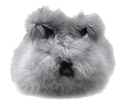 English Angora as Dust Bunnies