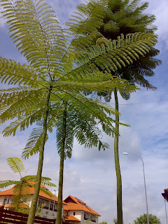 Tropical garden plants: Tower Tree