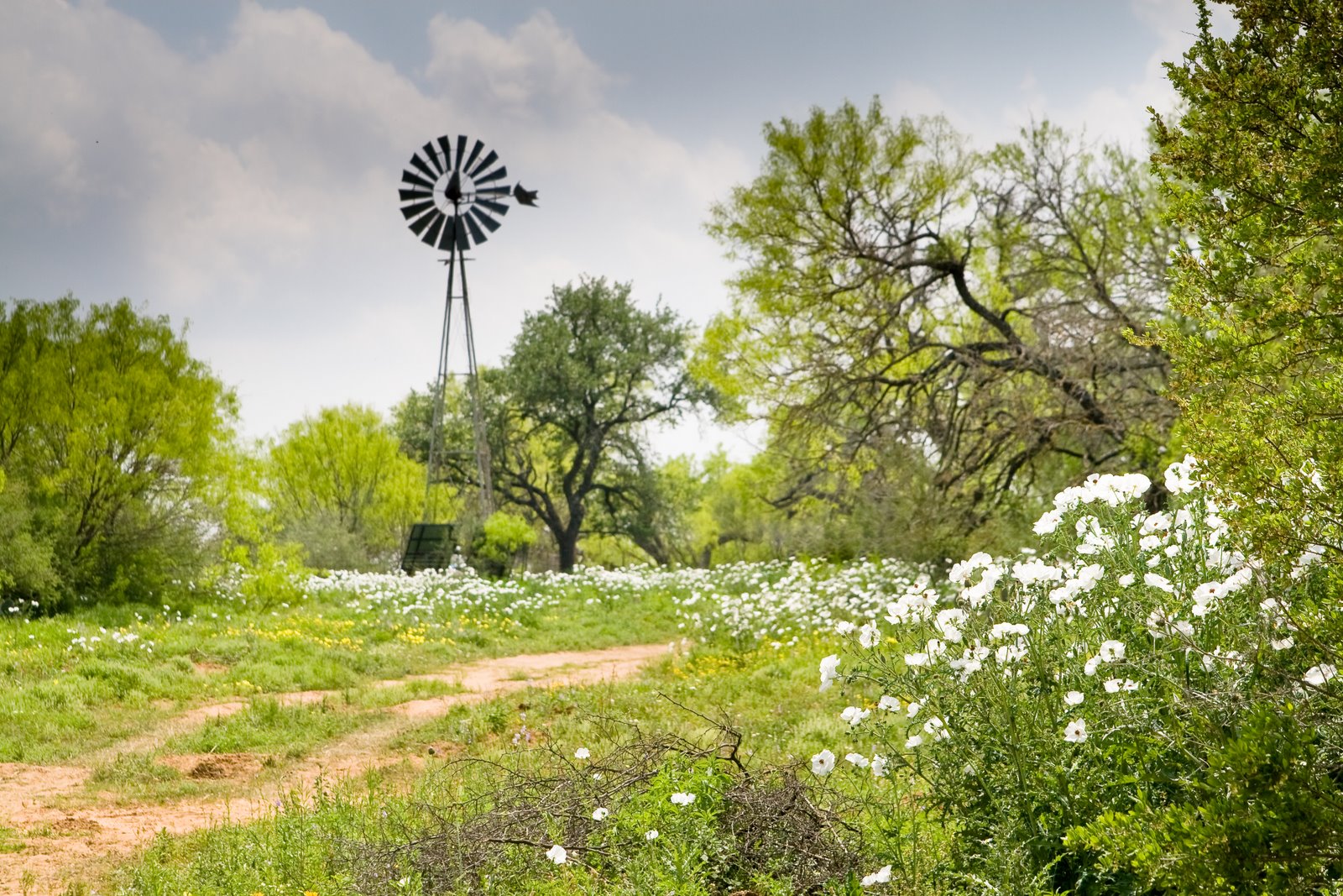 Texas Hill Country Beauty