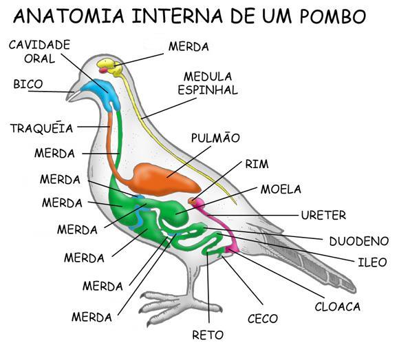 Blog do Pereira: Pombo é um rato que avua
