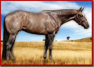 FSCC Horse Judging: Hunter In Hand