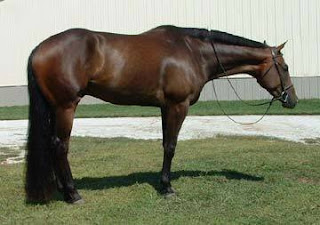 FSCC Horse Judging: Hunter In Hand