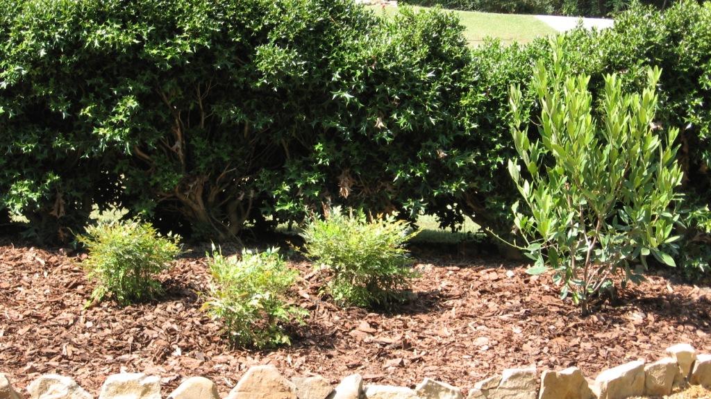 Pygmy Puffs and Heffalumps: The Shrub Bed - Almost Done