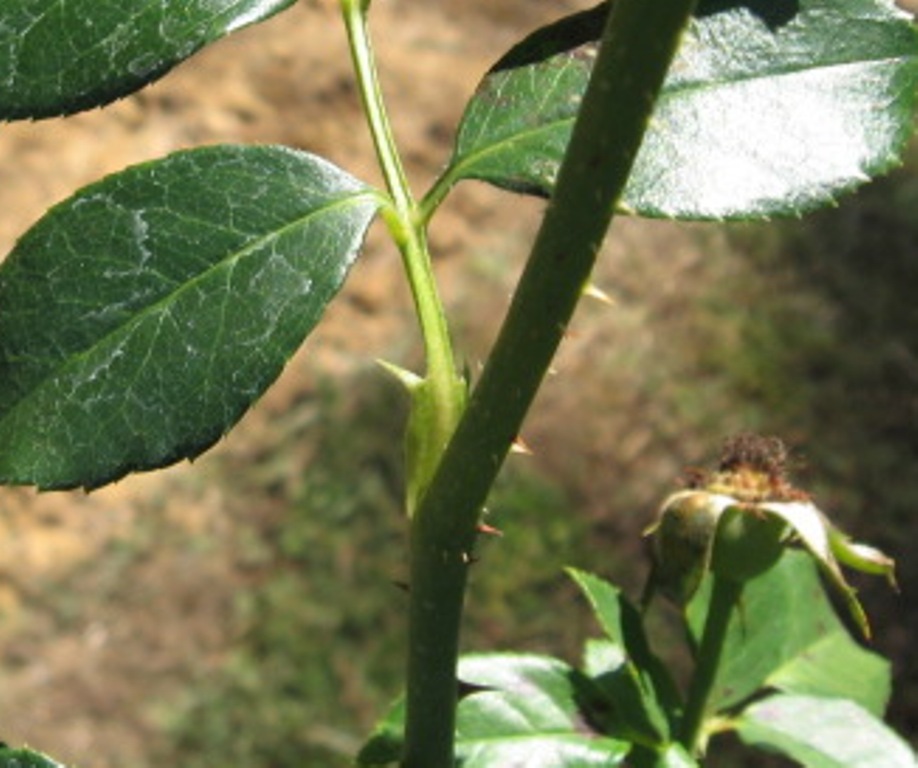 Pygmy Puffs and Heffalumps: Rose Identification?