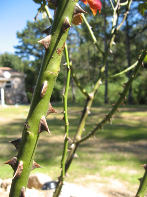 Pygmy Puffs and Heffalumps: 2010