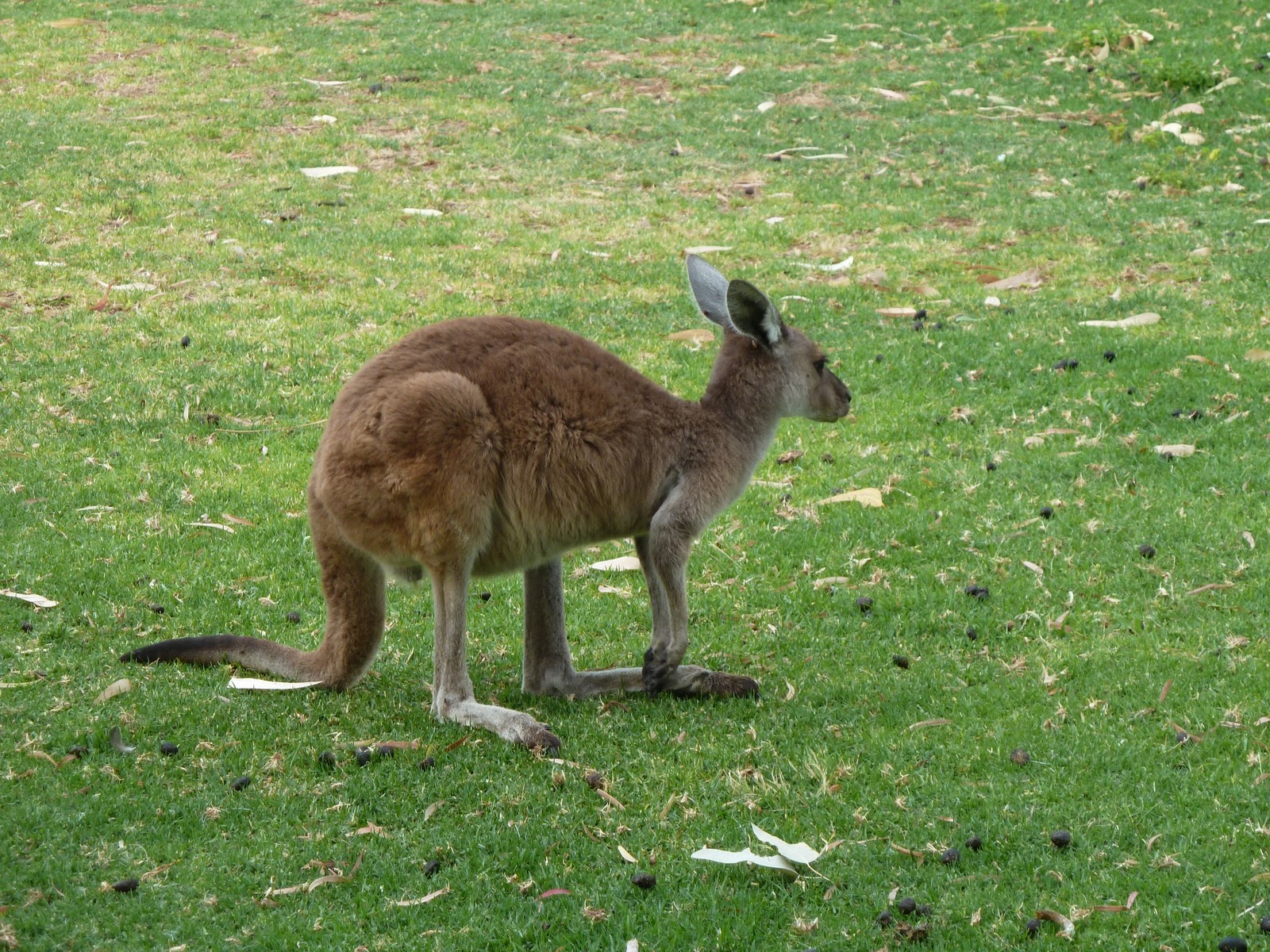 Desert Grandparents: Kangaroos at Yanchep National Park