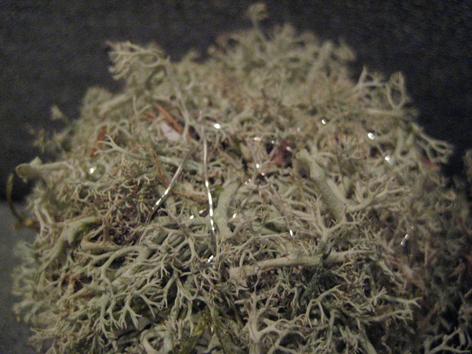 mariahs-mariahs: Har bundet mose og seljekrans:)