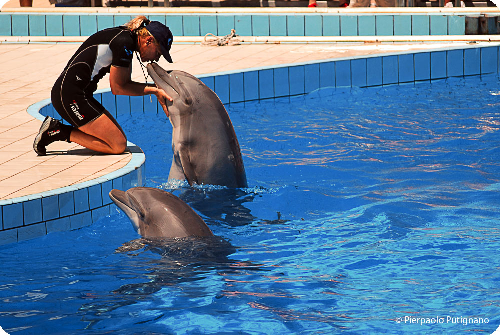 Putishots: Fotografie di Pierpaolo Putignano: Delfini Curiosi - pt 2/2