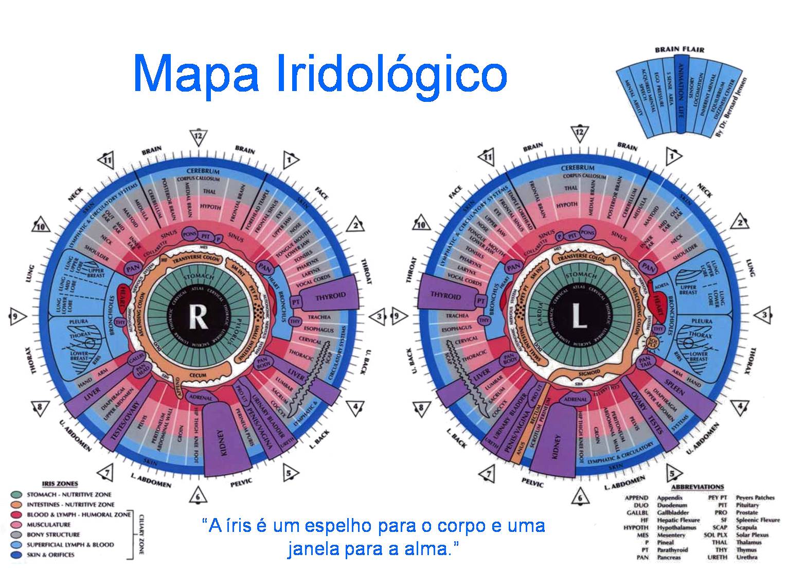 IRIS NATURA: ¿Qué es la iridología?