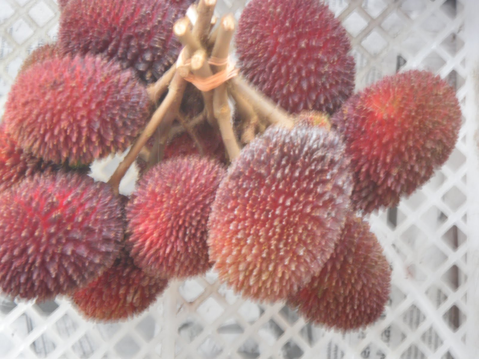 Different Perspectives: Rambutan and how Sibu got its name