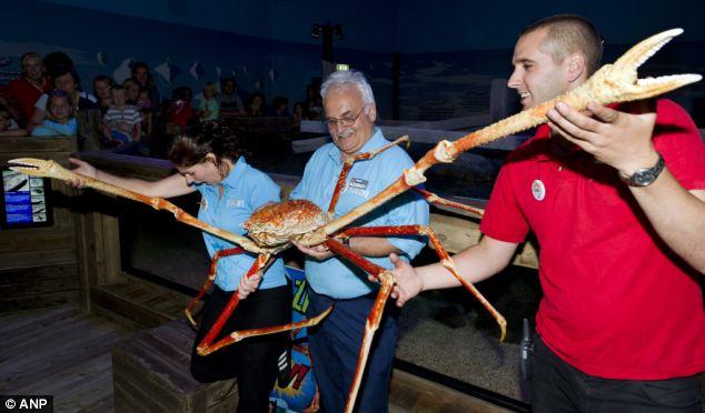 s e r e n i t y™: Claws for concern? 'Crabzilla' is 12ft across, 40 ...