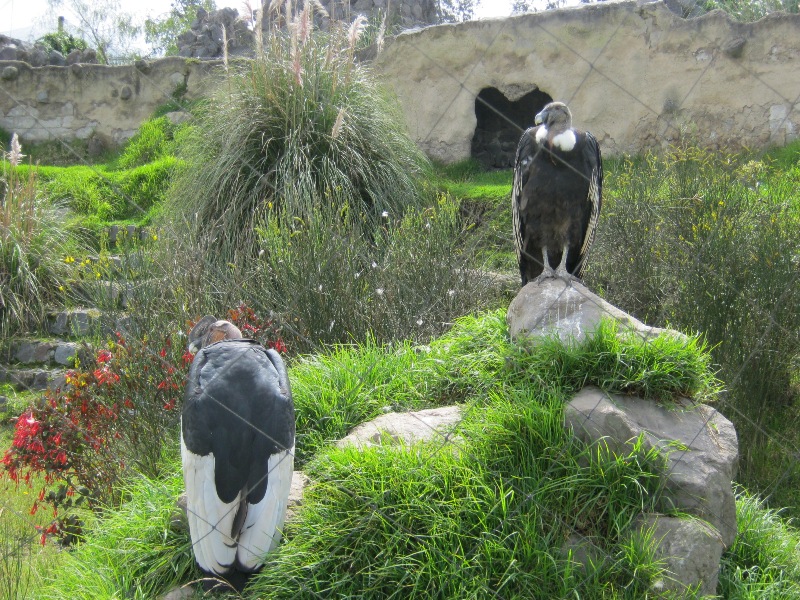 VISITA AL PARQUE CONDOR