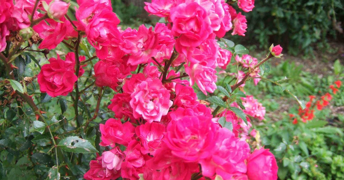 Helping Gardeners Grow: Three Plants I Can't Live! Without, Part 2