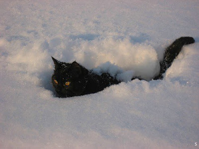 Cute black cat in snow wallpaper downloads, Free Desktop Wallpapers ...