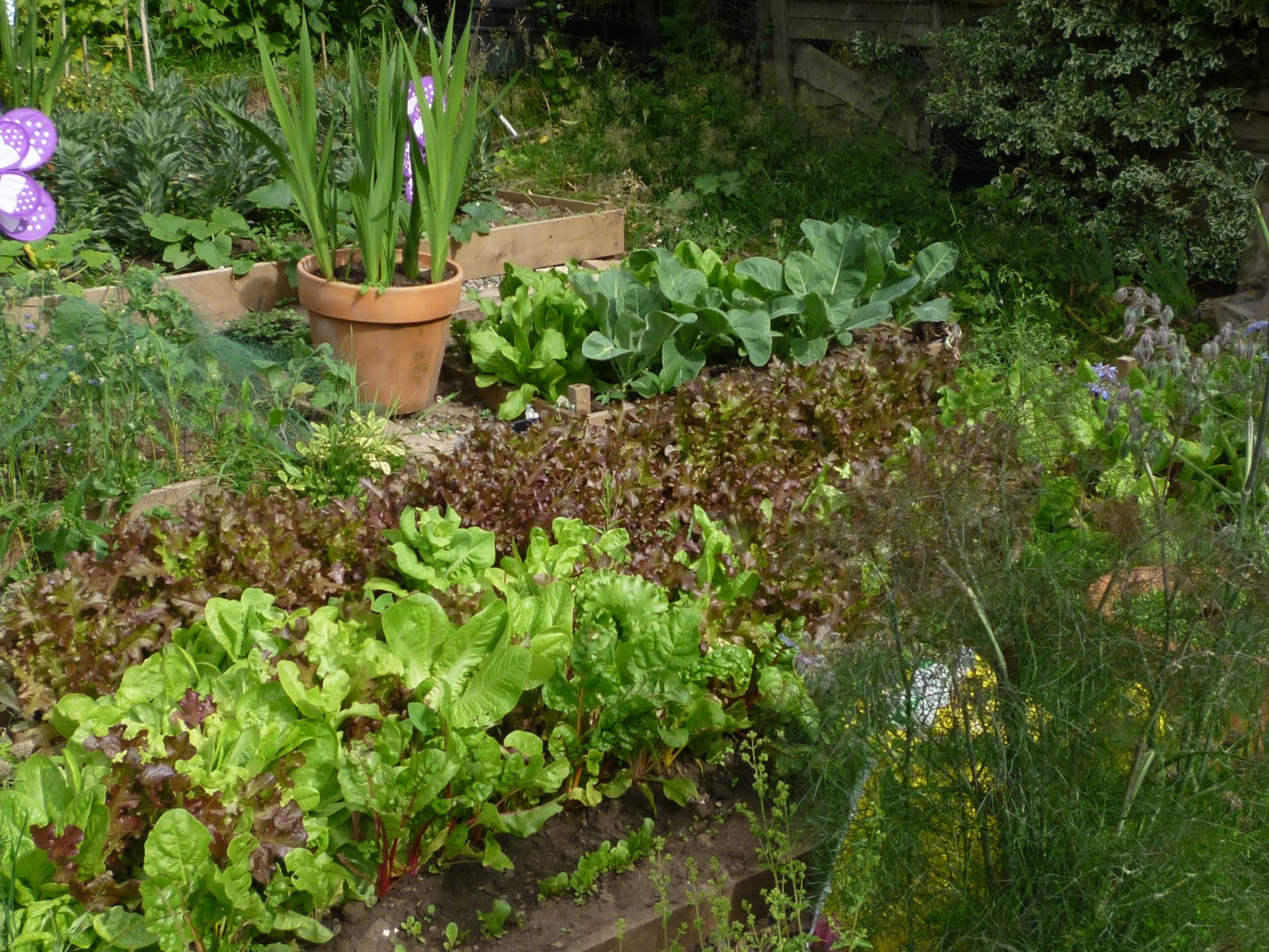 This Could be Ludlow or Anywhere: The Vegetable Patch