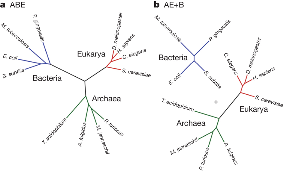 Superoceras: Universal Common Ancestry : I got it.