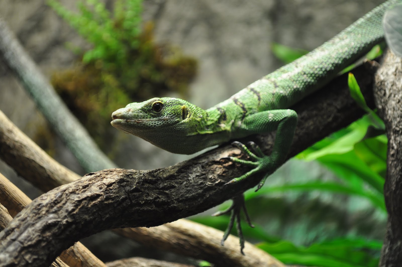 Superoceras: Since I'm really busy, identify these squamates.