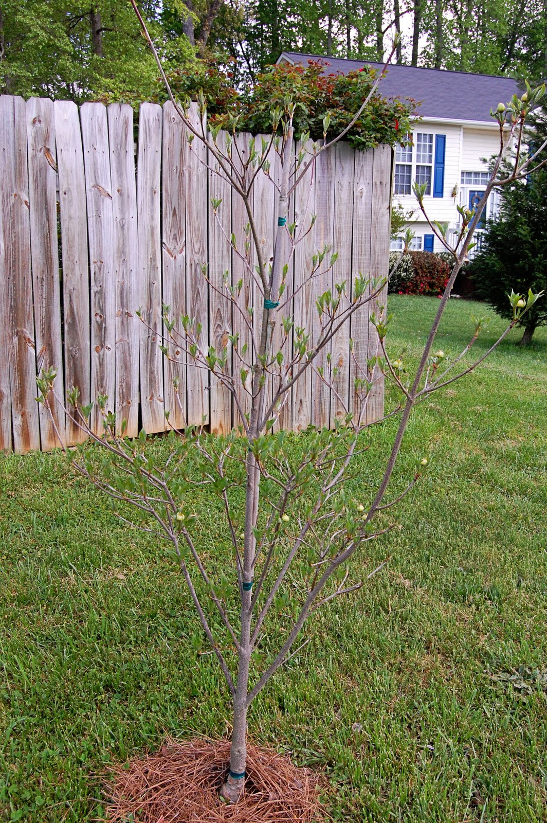 Before The Morning: gabe's tree