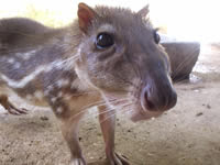 Proyecto de uxpanapa