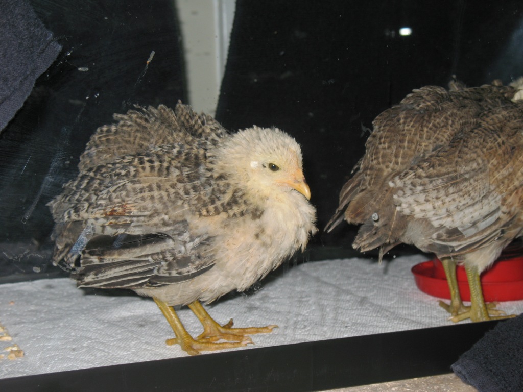 Razzberry Corner: Chick update - Day 40 - Sick Chicks