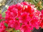 nepal & tourism: RHODODENDRON(LALIGURASH) IN NEPAL